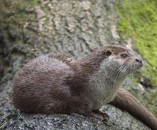 यहां घर में घुस आया एक अजीब जानवर, परिवार की अटकी सांसें - Udbilao ...