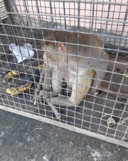 ¨पजरे में फंसा शराबी बंदर, दांग कलां के लोगों ने ली राहत की सांस ...