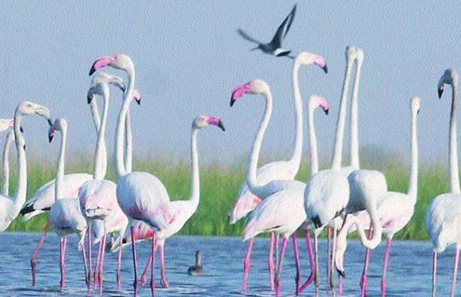 नववर्ष से इस चिड़ियाघर में कई विरल जीवों को देख सकेंगे पर्यटक ...