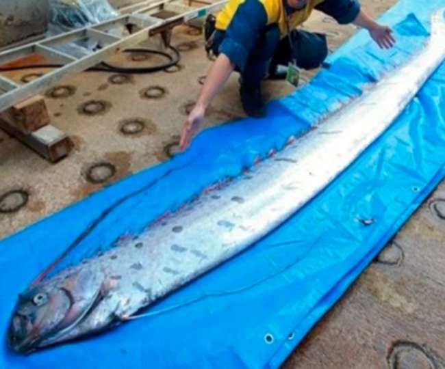 जापान में दिखी गहरे पानी की दुर्लभ मछली, सुनामी के खतरे से बढ़ी दहशत ...