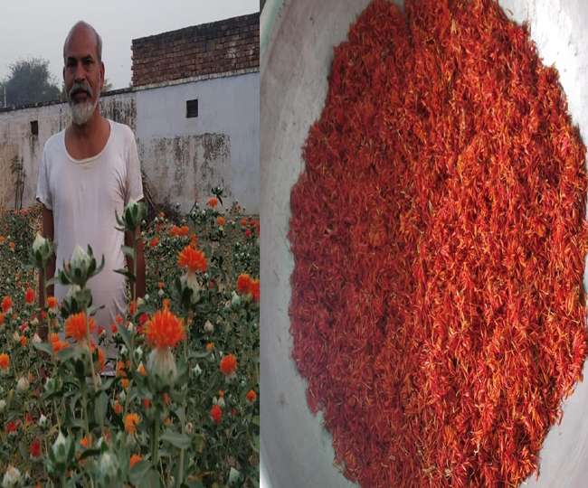 जहां सामान्‍य फसलें होना भी मुश्किल, वहां उगाया एक लाख रुपये प्रतिकिलो ...