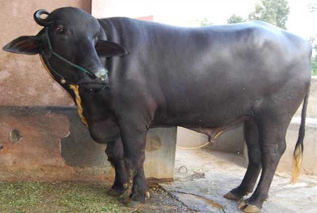 यह भैंसा है कमाल का, पांच करोड़ से शुरू होगी बोली