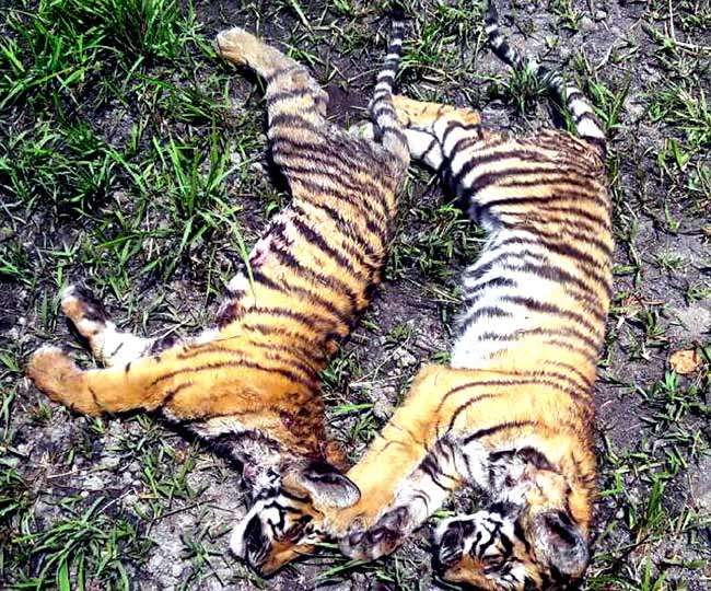 पीलीभीत रिजर्व के माला रेंज में मिले दो बाघ शावकों के शव