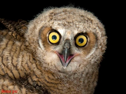 मीरजापुर में शाम ढलते ही शुरु होती है एक उल्लू की दहशत आधा दर्जन हो ...