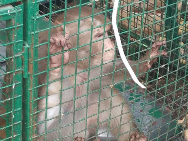 बारिश का बहाना लेकर गया मंकी कैचर अब तक नहीं लौटा, बंदरों से परेशान हुए ...