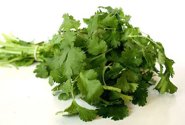 सर्दियों में खाएंगे हरा धनिया तो होंगे ये फायदे