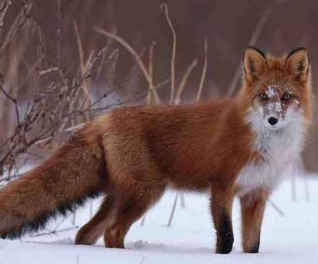 केदारनाथ में दूसरी बार कैमरे में कैद हुई दुर्लभ हिम लोमड़ी