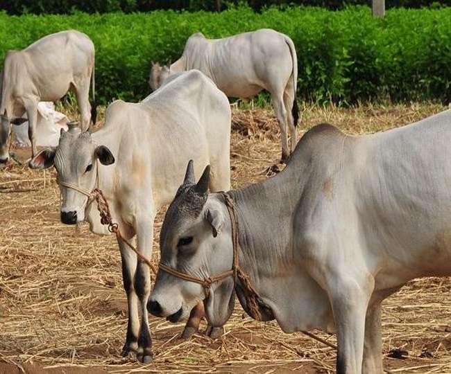 बद्री गाय के दूध और घी से चमकेगी किसानों की तकदीर जानें क्‍या है योजना ...