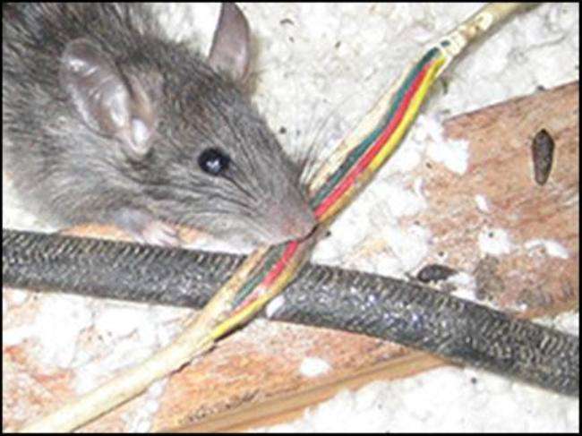 केंद्र के भवन जर्जर, चूहों ने कतर दिए वायस रिकॉर्डर के तार - rat cut ...