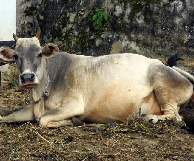 उत्‍तराखंड: बद्री गाय का दूध बनेगा जैविक ब्रांड - Badri cows milk will ...