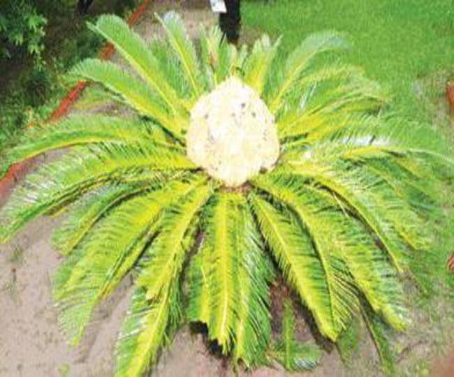 डायनासोर काल के इस पौधों का किया जा रहा संरक्षण, अब तक 65 प्रजातिया ...