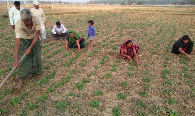 किसानों को दौलतमंद बना रहा गरीबों का बादाम