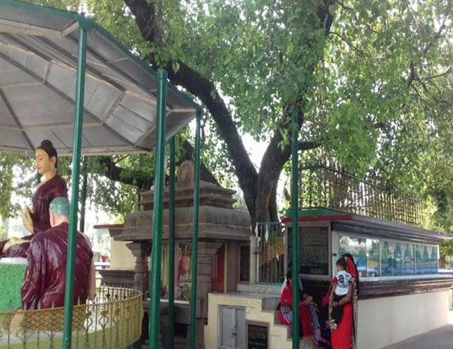 वाराणसी के सारनाथ में बोधिवृक्ष की आयु 96 वर्ष - Bodhi Tree of Sarnath ...
