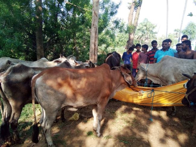नया भोजपुर में बूचड़खाना जा रही नौ गायें बरामद - df nfdg