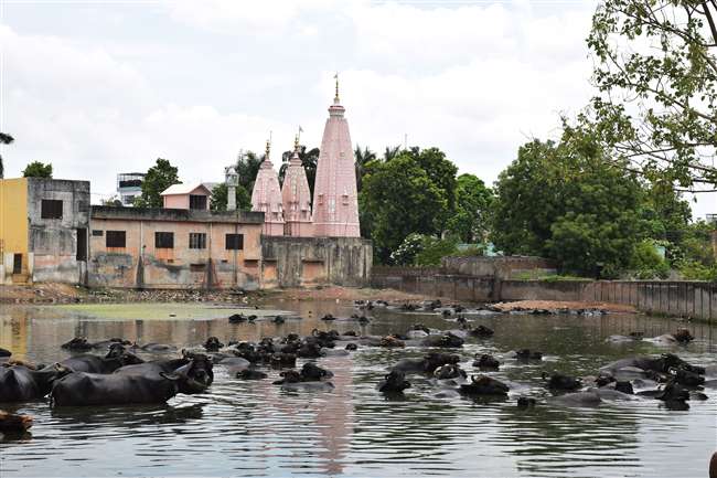 एलन क्लब तालाब में भैंसों की नोएंट्री, डेयरी संचालकों ने किया हंगामा ...