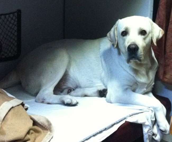 ट्रेन में कुत्ता साथ ले जाने वाले यात्रियों के लिए रेलवे का नया आदेश ...