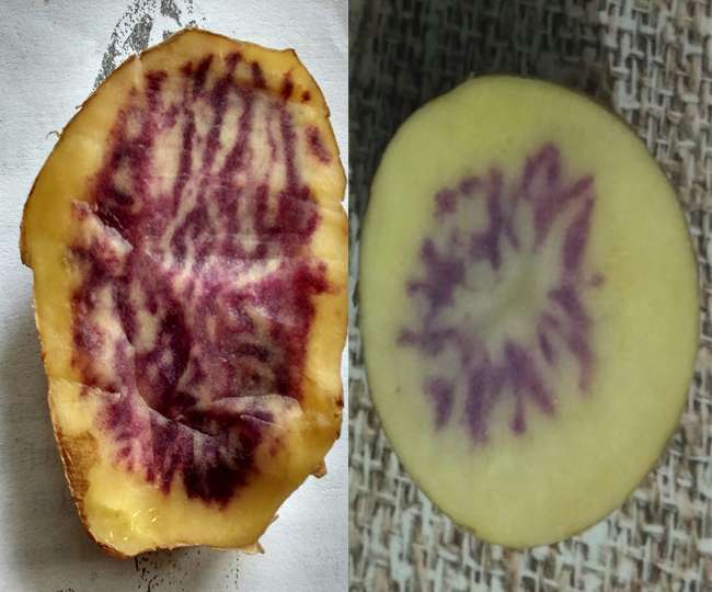 भारत में पहली बार आलू में ‘जेब्रा चिप्स’ बीमारी की पहचान, छात्राओं ने ...