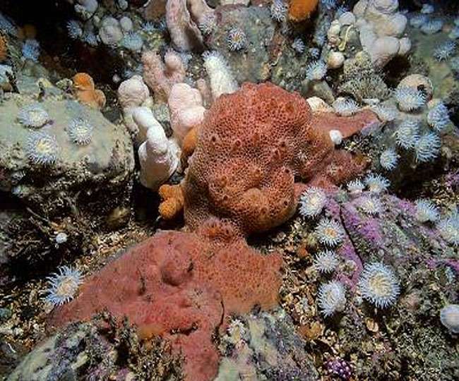 वैज्ञानिकों का दावा, हमारे सबसे पुराने पूर्वज समुद्री स्पंज थे