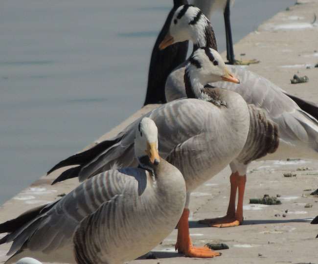 प्रवासी परिंदों के कलरव से झील गुलजार, इन पक्षियों के होंगे दीदार ...
