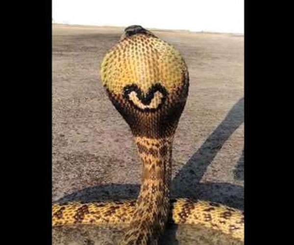 अनोखा सांप जिसके फन पर बनी है ये खास आकृति