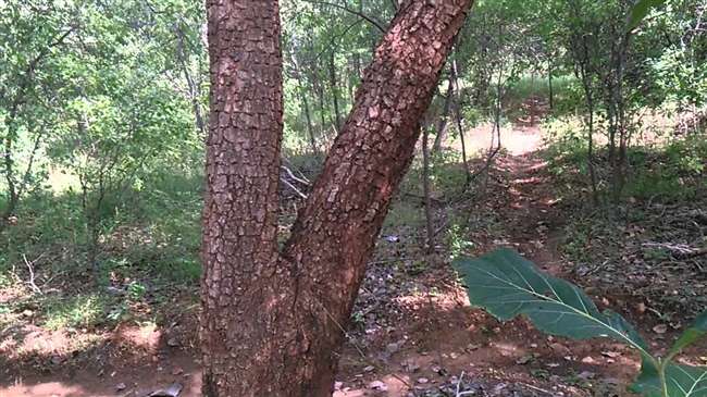 चंदन के आठ पेड़ों की 24 घंटे सुरक्षा करेंगे तीन वनकर्मी NAINITAL NEWS