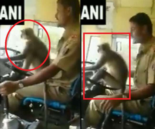 VIDEO: जब लंगूर ने चलाई बस.. और ड्राइवर की लग गई क्लास; हुआ सस्पेंड ...