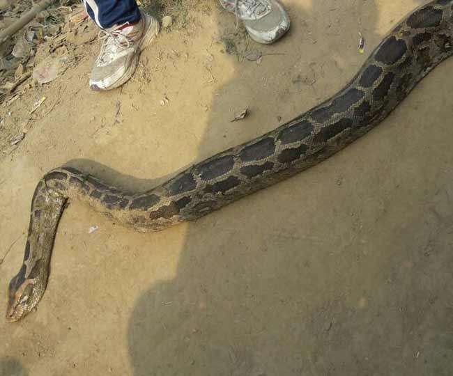 अचंभित लोगों के बीच तमाशा बना रहा 10 फीट लंबा अजगर