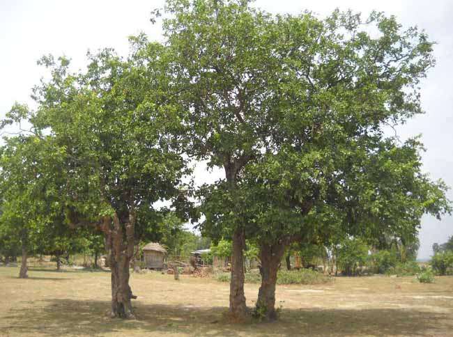 एेसा दुर्लभ पेड़ जिससे तैयार होती हैं कई जीवनरक्षक दवाएं, जानिए