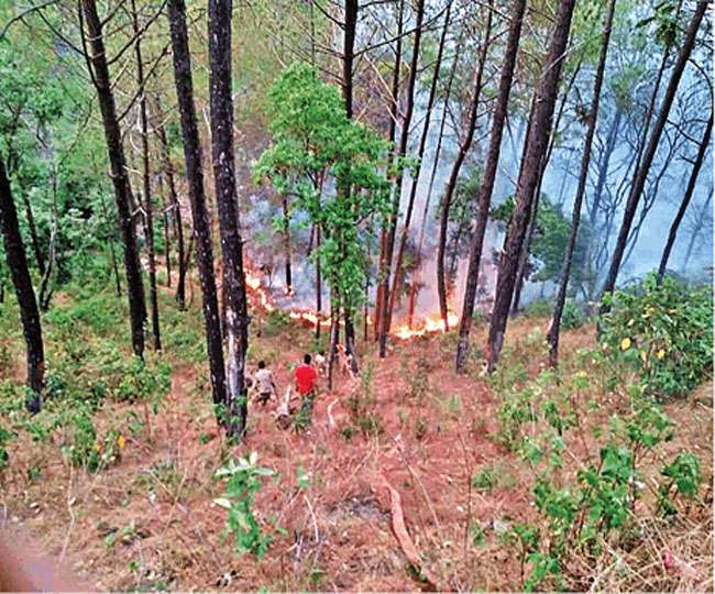 हिमाचल में आग से लाखों की वन संपदा राख - forest fire in himachal pradesh