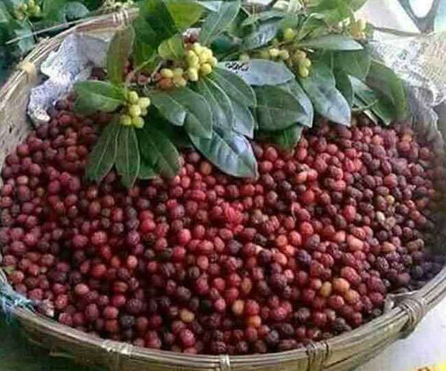 सेहत के लिहाज से अहम हैं उत्तराखंड के जंगली फल - Uttarakhands wild ...