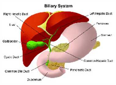 दूरबीन से हुई पित्त की थैली के कैंसर की सफल सर्जरी