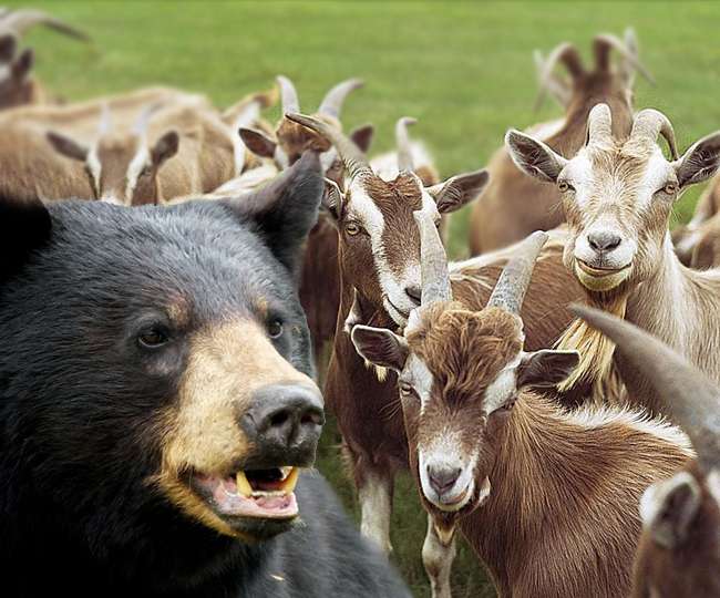 जानिए- बकरियों ने भालू के जबड़े से कैसे बाहर निकाला अपनी मालकिन को