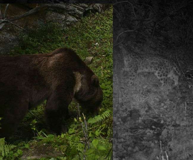 पांगी घाटी में 14 साल बाद दिखा बर्फानी तेंदुआ, भूरा भालू भी मौजूद ...