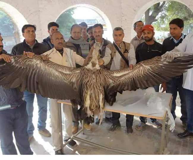 डाकुओं की पनाहगाह रहे चंबल घाटी में मिला गिद्ध का बच्चा