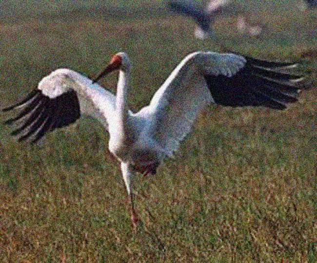 Stork Attack: सारस पक्षी ने ताबड़तोड चोंच प्रहार से ली बालिका की जान