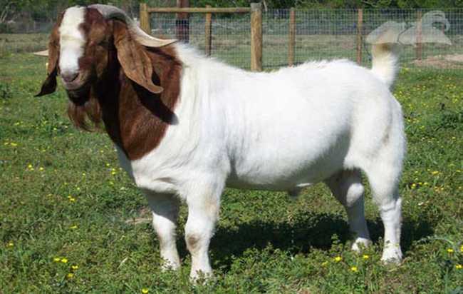 नयना देवी मंदिर में पूजे जाएंगे बकरे नहीं होगी बलि