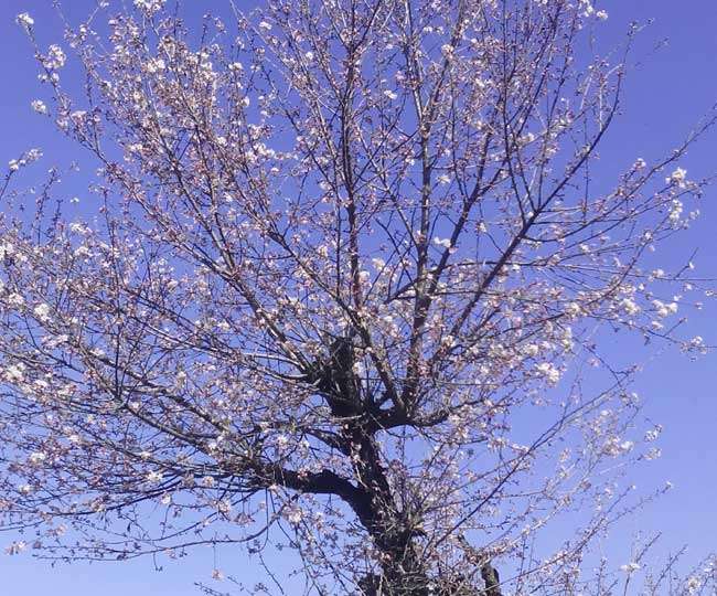 कुदरत का अनोखा उपहार 'पद्म वृक्ष' विलुप्ति के कगार पर