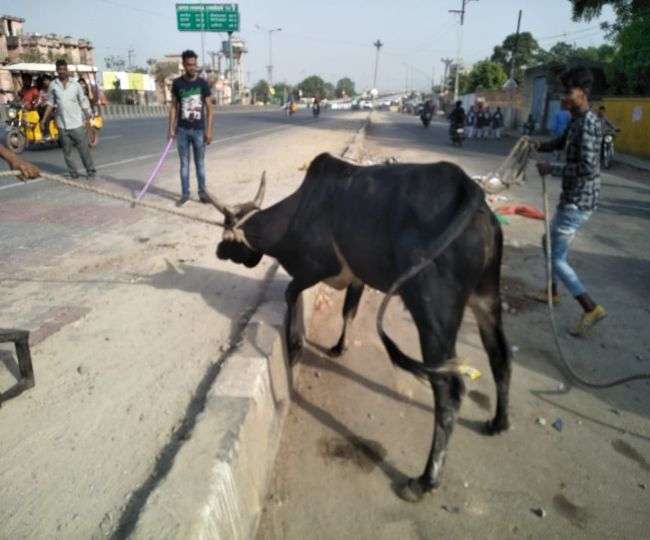 Impact : नींद से जागा नगर निगम, घटना से लिया सबक-एक दिन में पकड़े 99 ...