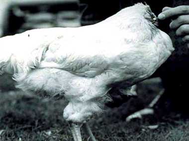 डेढ़ साल तक बिना गर्दन के जिंदा रहा मुर्गा