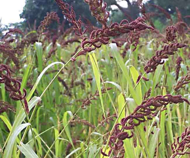 उत्‍तराखंड गठन के बाद घटा मंडुवा और झंगोरा का क्षेत्रफल, पढ़िए पूरी खबर ...