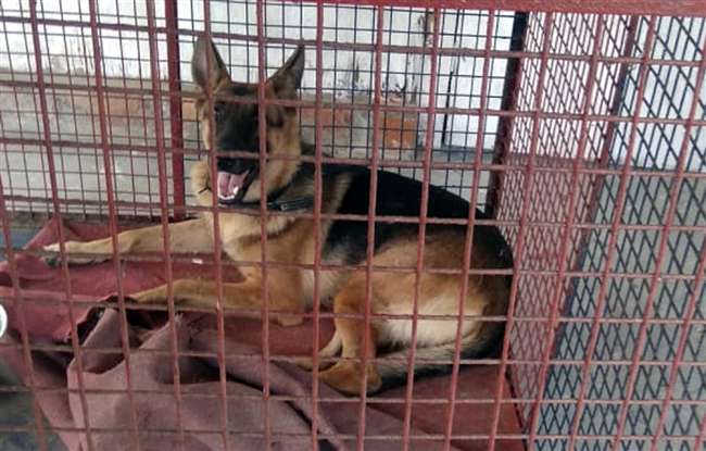 ये हैं पुलिस के डाबर मैन व जर्मन शेफर्ड, आप भी जानें- इनकी कहानी ...