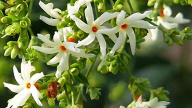 सुंदर व सुगंधित ही नहीं है प. बंगाल का राजकीय पुष्प, सुंदरता बढ़ाने के ...