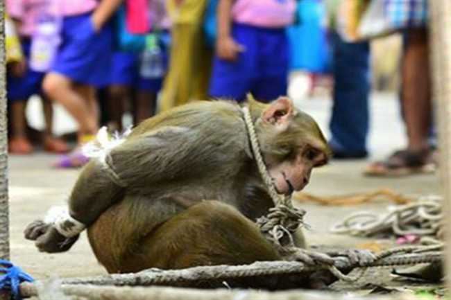 बंदर ने चुकायी भूख की इतनी बड़ी कीमत