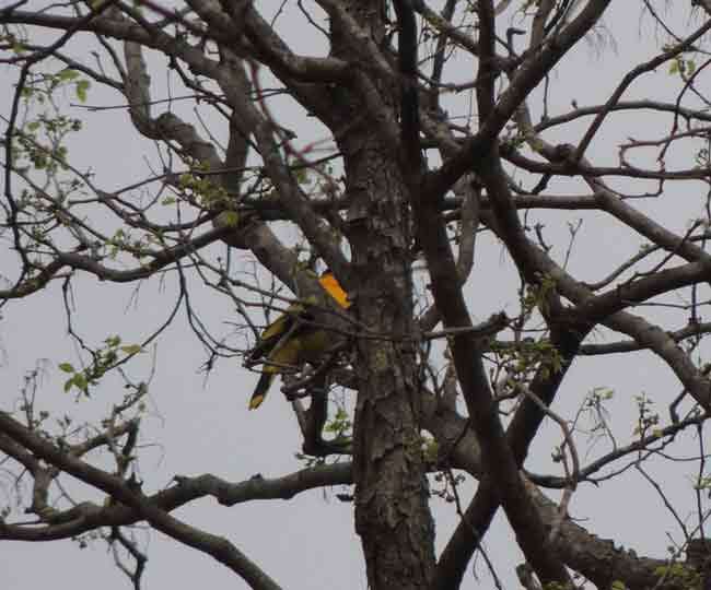 आंधी के कारण नेस्टिंग के लिए आशियाने नहीं बना पा रहे परिंदे - Birds ...