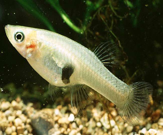 मच्छरों के लिए साक्षात 'यमराज' है यह अनोखी मछली, जाने- क्यों है खास