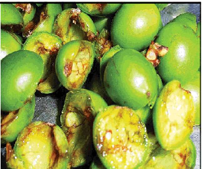 गुणों की खान है लसोड़ा, फायदे जानकर चौंक जाएंगे आप - Lasoda is rich in ...