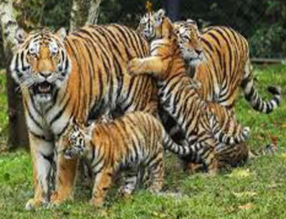 SAVE TIGER पर शिक‍ारियों की बुरी नजर; बाघों की जान को खतरा, सात बंदूक ...