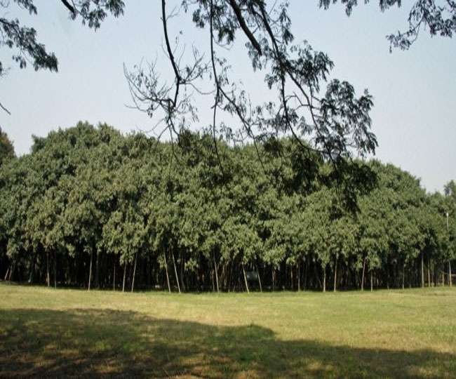 तस्वीर देख अगर हो हैरान तो जान लो ये जंगल नहीं एक पेड़ है - Know About ...