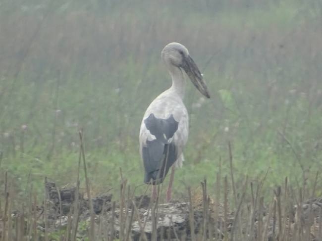 मेहमान पक्षियों के करतब-करवल से गुंजायमान है कावर प्रक्षेत्र