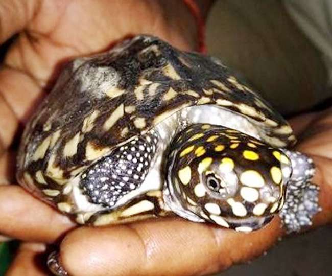 Video: चौंकाती है कछुओं की तस्करी की ये कहानी, धन से लेकर यौनवर्धक दवा ...